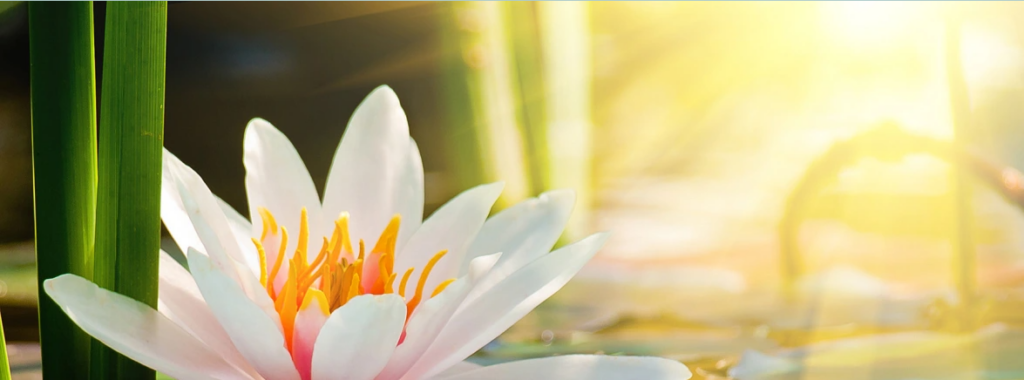 The Lotus – Colorado College Asian Studies News Publication